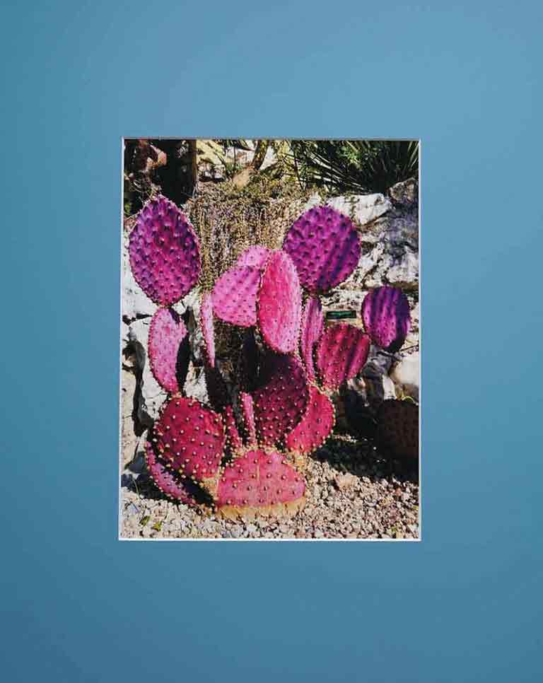 Projects – Jessica Backhaus Photography